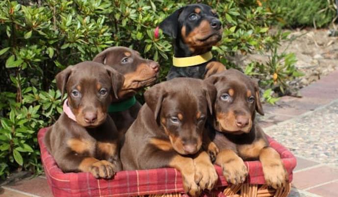 Doberman Dogs For Sale In India - Shubh Kennel