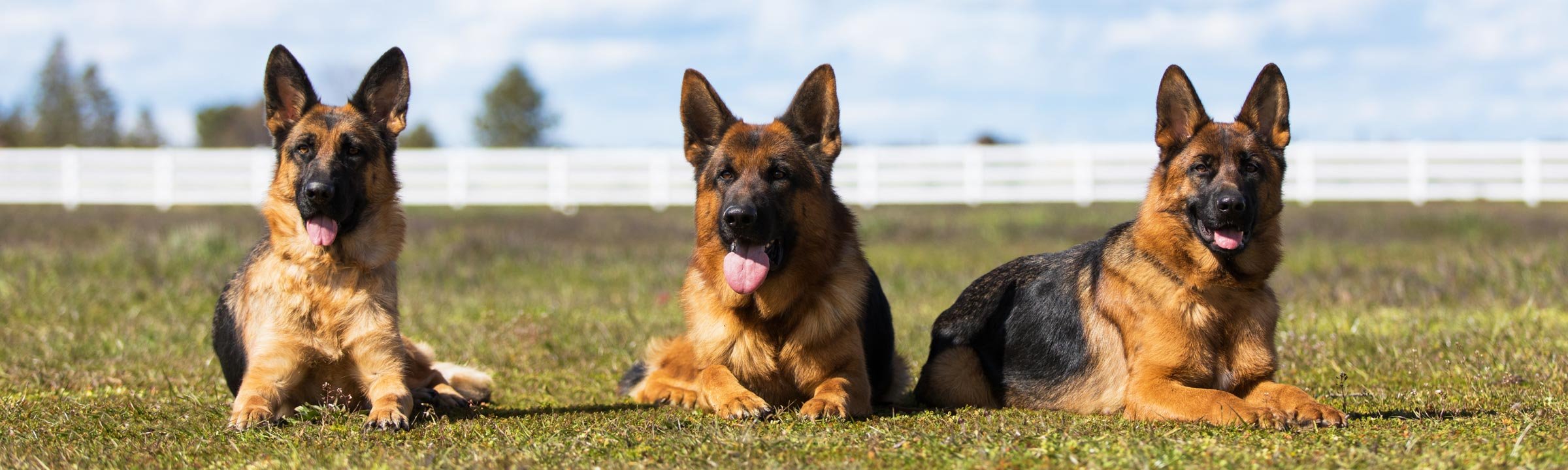 German Shepherd Price In India - Shubh Kennel