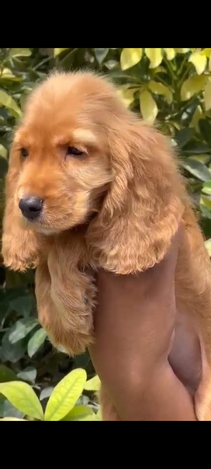 Cocker Spaniel Dogs For Sale In India - Shubh Kennel