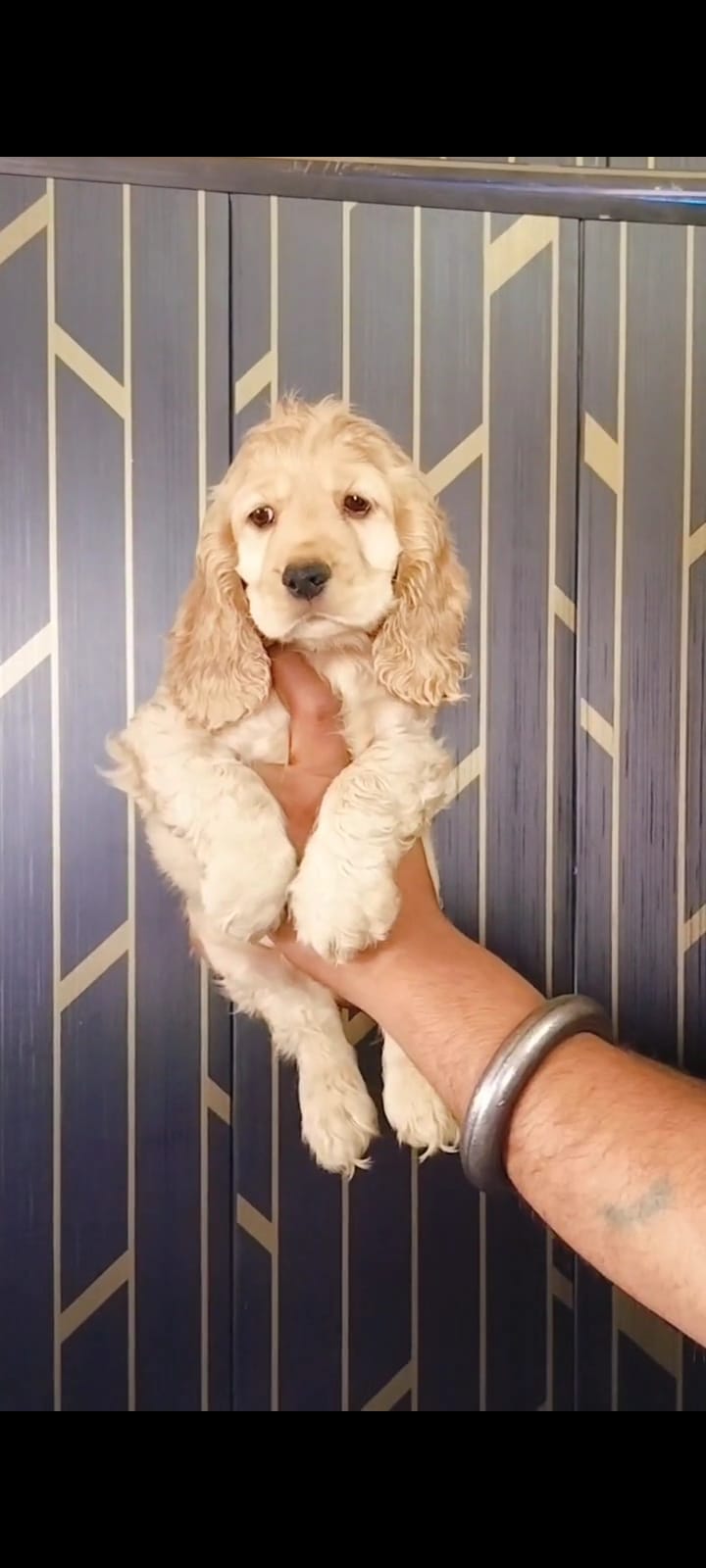Cocker Spaniel Dogs For Sale In India - Shubh Kennel