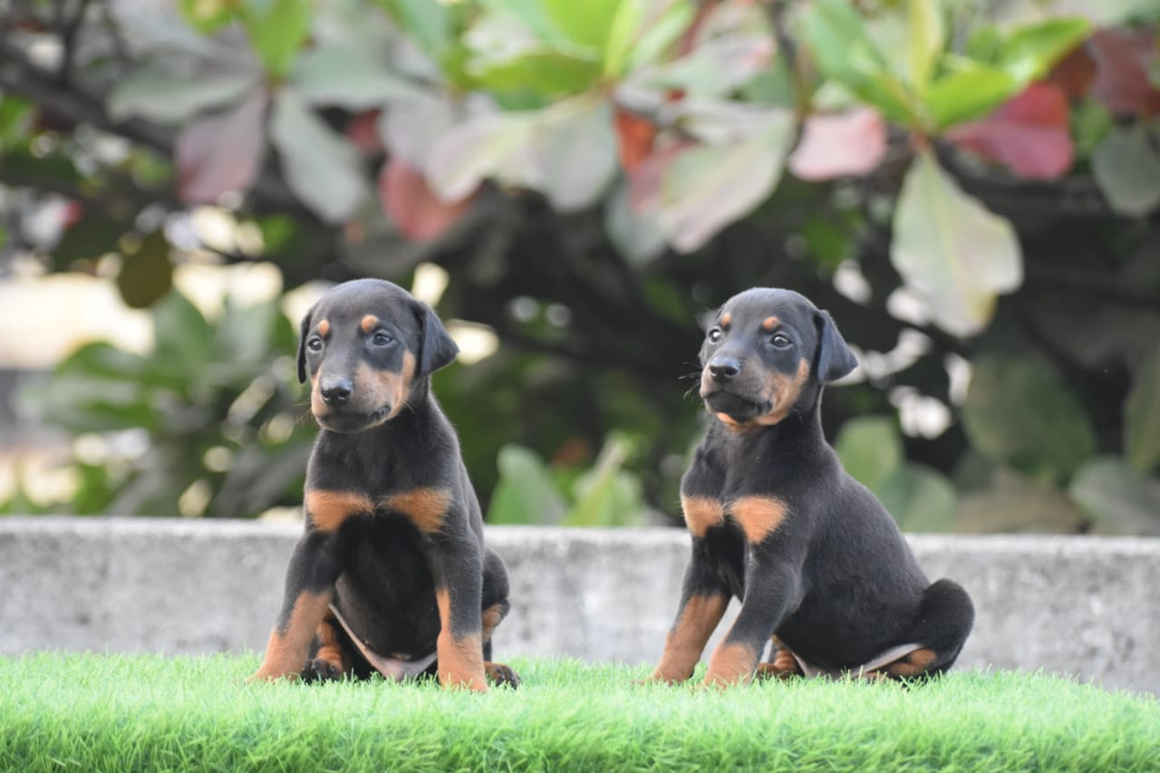 Doberman Dogs For Sale In India - Shubh Kennel