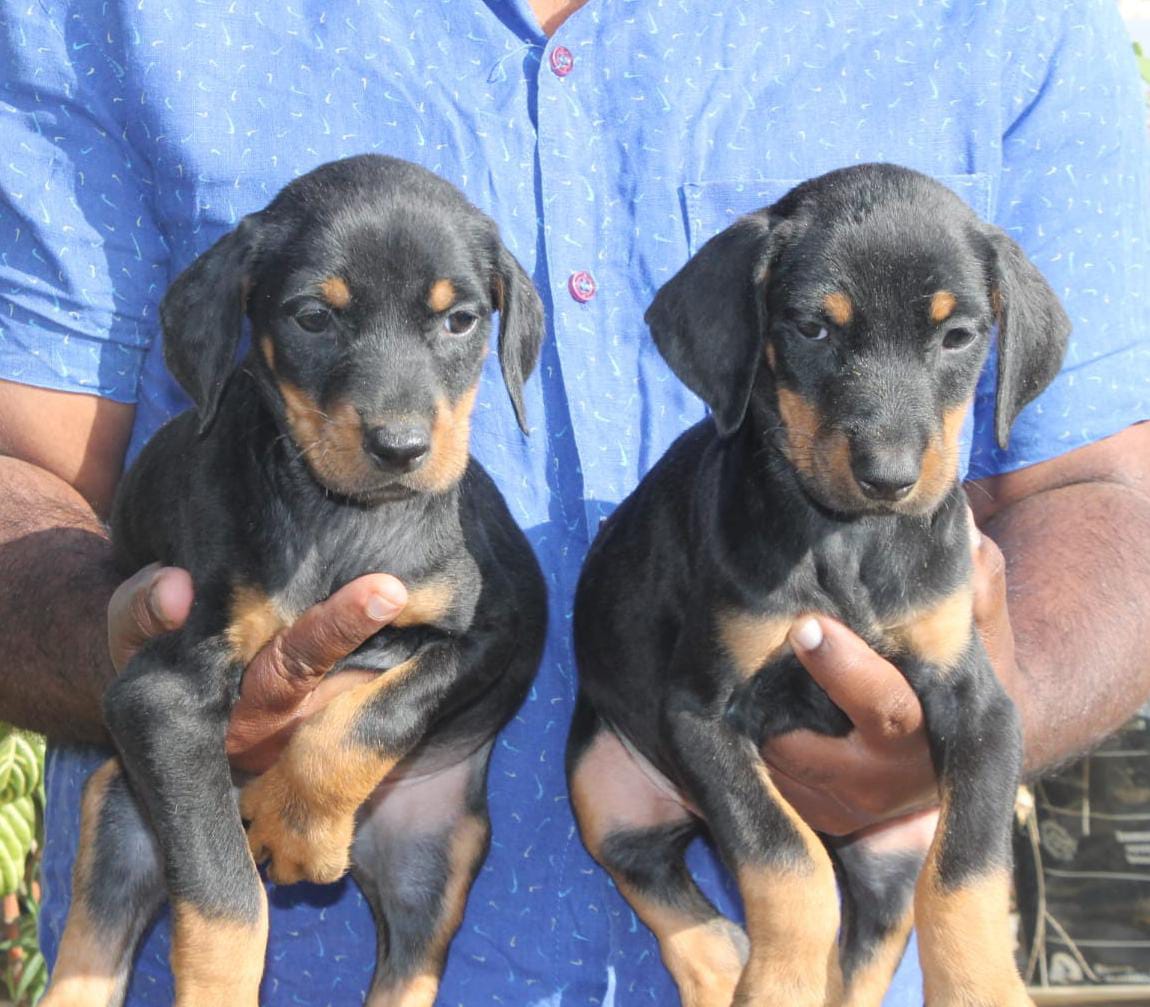 Doberman Dogs For Sale In India - Shubh Kennel