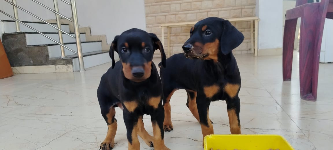 Doberman Dogs For Sale In India - Shubh Kennel