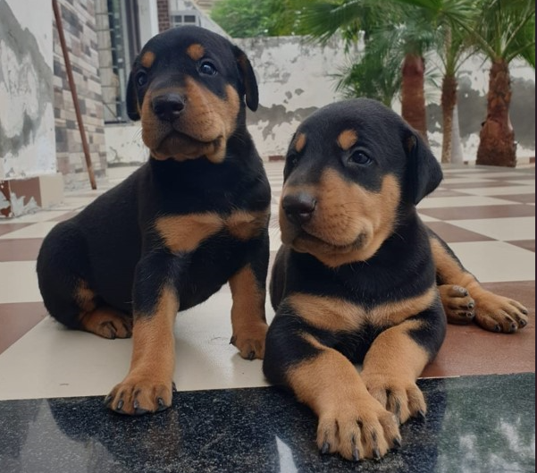 Doberman Dogs For Sale In India - Shubh Kennel