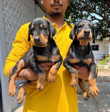 Doberman Dogs For Sale In India - Shubh Kennel